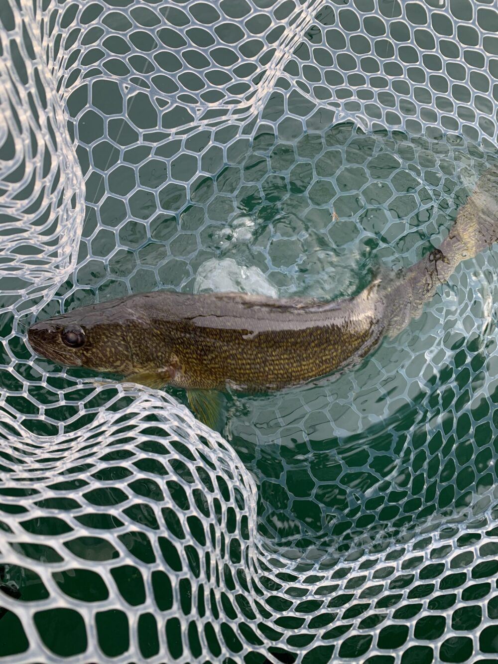 How to Fizz a Walleye: A Complete Guide for Anglers