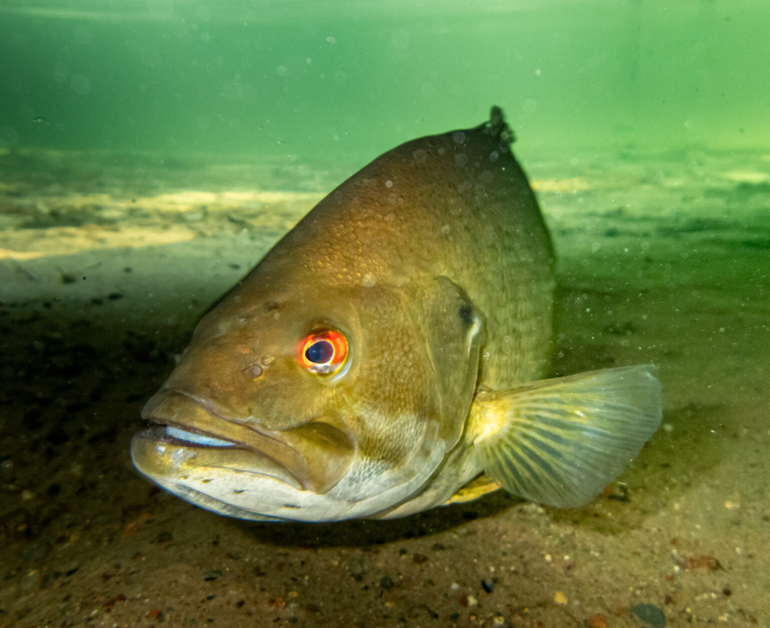The Ultimate Guide to Smallmouth Bass Fishing in Clear Water